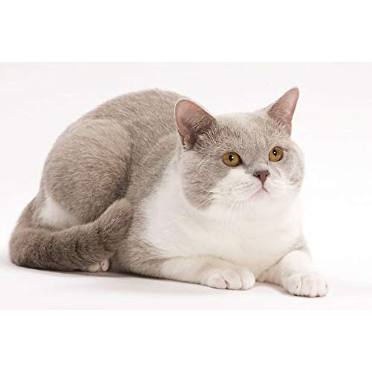 MY LUCKY PETS LLC cat Joint Treats - CAT Joint Support with Turmeric Complex - Hip Care - Premium MSM - cat glucosamine chondroitin Powder - 1 Bottle (60 Chewable Tablets)