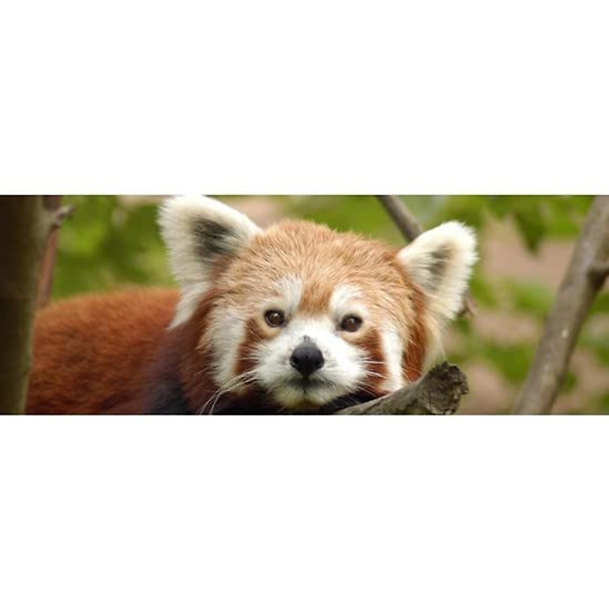 CafePress Red Panda Mug Ceramic Coffee Mug, Tea Cup 11 oz