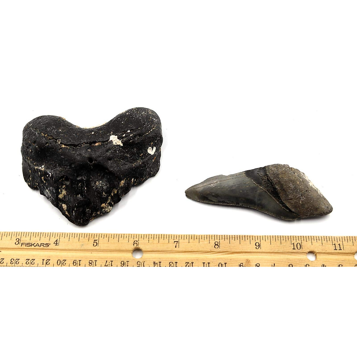 Megalodon Teeth Lot of 6 Fossils w/6 info Cards Shark #15670 34o