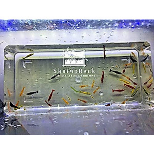 ShrimpRack™ 20 Mixed Color Neocaridina Shrimp Skittles Live Freshwater Aquarium Shrimps Beeding Age Young Adults 1/2-1 inch Long. Live Arrival Guarantee.