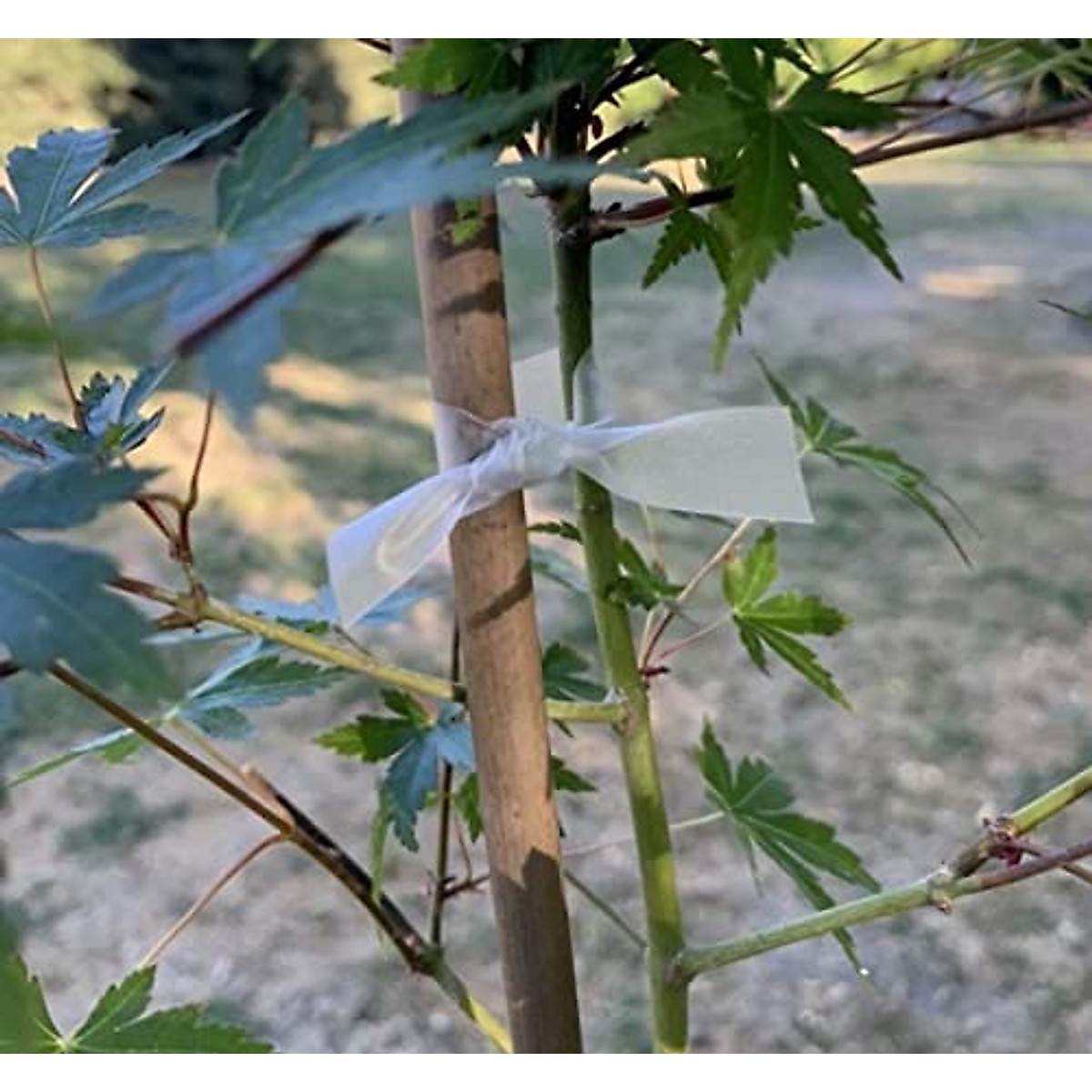 Clear Tie Tape 300 FEET x 1/2" Each Roll/Translucent Stretch Plant Ribbon Garden Vinyl - 3 Pack