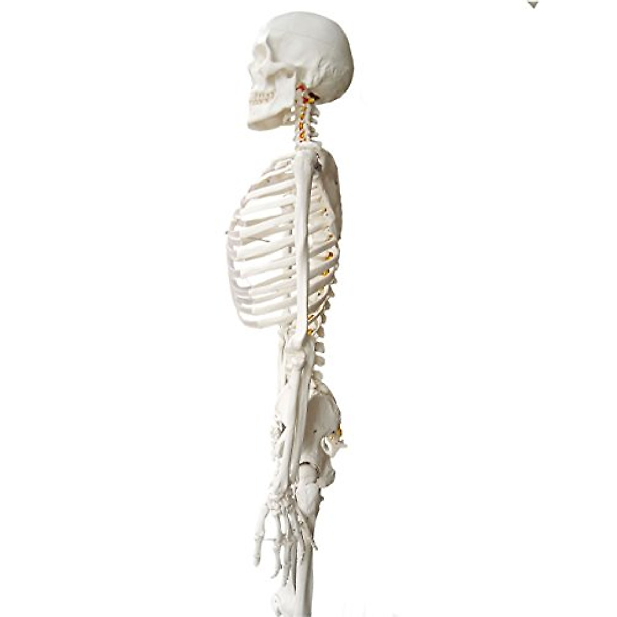 Wellden Medical Anatomical Human Skeleton Model, 170cm, Life Size, w/Nerves, Vertebral Arteries, Stand Included