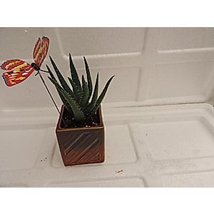 Jmbamboo- Live Aloe Vera - Indoor Bonsai - Butterfly-w/fertilizer Gift Good Plant