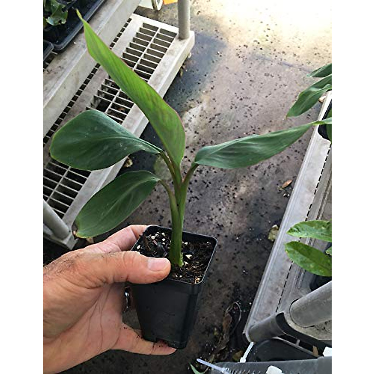 Manzano "Apple" Banana Plant ***Rare*** Live Manzano "Apple" Banana Tree