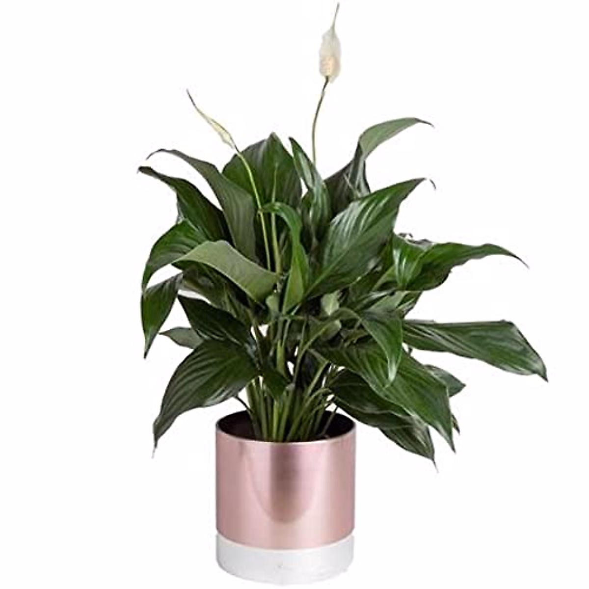 Costa Farms Peace Lily Plant, Live Indoor House Plant with White Flowers, Room Air Purifier in Premium Decor Planter, Potting Soil Mix, Anniversary, Housewarming Gift, Home Decor, 15-Inches Tall