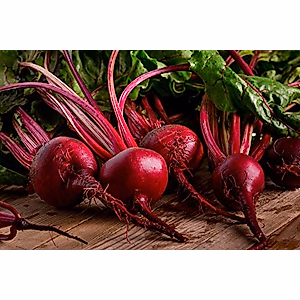 Bull's Blood Beet Seeds for Planting, 100+ Heirloom Seeds Per Packet, (Isla's Garden Seeds), Non GMO Seeds, Botanical Name: Beta vulgaris, Great Home Garden Gift