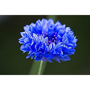 200 Dwarf Bachelor Button Seeds for Planting - Heirloom Non-GMO USA Grown Cornflower Seeds for Planting - Centaurea Cyanus Blue Flowers by RDR Seeds