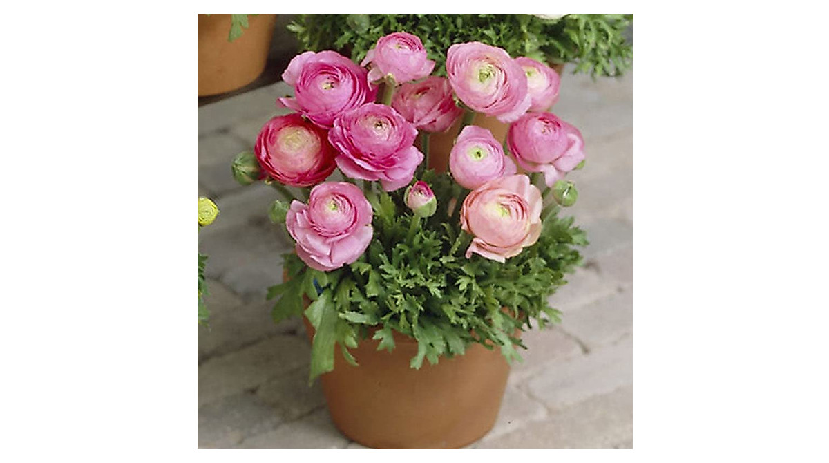 Buy Pink Ranunculus Bulbs (100 Pack) - Easy Grow, Fragrant