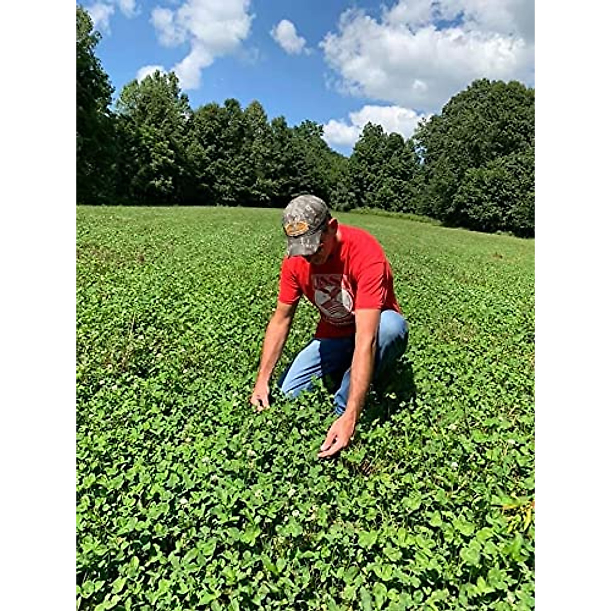 Antler King Trophy Clover Mix