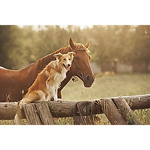 Pinenjoy 17Pcs 1.57inch Small Brass Bell Copper Grazing Bells Farm Animal Loud Bronze Bell Long Distancec Cow Horse Goat Dog Cattle Sheep Anti-Theft Collar Metal Accessories