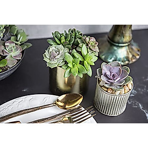 Succulents Plants Live (20PK) Potted Succulent Plants Live House Plants, Cactus Plants Live Plants Indoor Plants Live Houseplants, Indoor Plant Succulents Live Plant House Plant by Plants for Pets