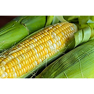 30 Peaches and Cream Hybrid Sweet Corn Seeds Heirloom Non GMO 7 Grams Garden Vegetable Bulk Survival