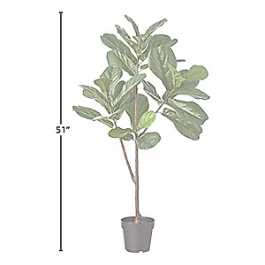 Amazon Brand - Stone & Beam Artificial Fiddle Leaf Fig Tree with Plastic Nursery Pot, 4.3 Feet (51 Inches) / Medium, Indoor