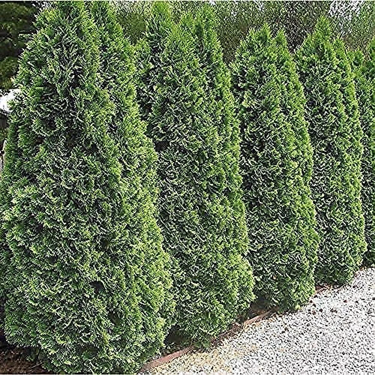 Arborvitae Emerald Green | 3 Live Gallon Size Trees | Thuja Occidentalis Smaragd | Evergreen ...