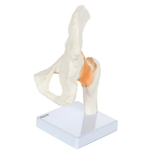 Axis Scientific Life Size Human Hip Bone Anatomy Model – Premium Hip Joint Anatomy Model for Medical Students with Flexible Ligaments and Bony Landmarks – Includes Base, Includes Product Manual