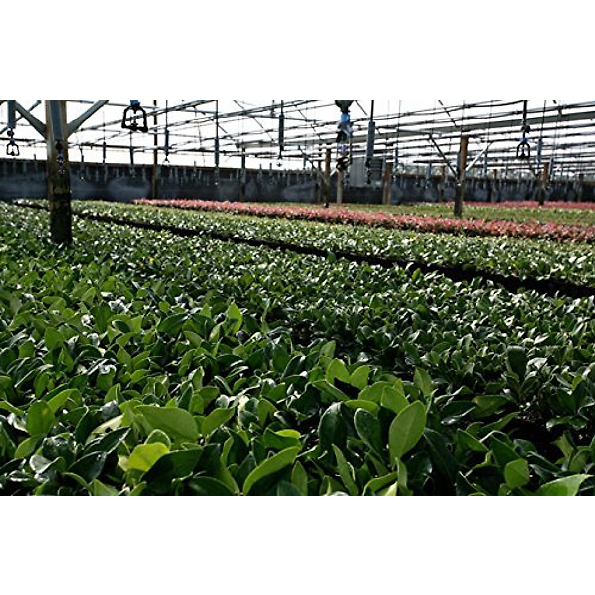 Thuja Arborvitae Green Giant - 10 Live Quart Size Plants - Evergreen Privacy Trees