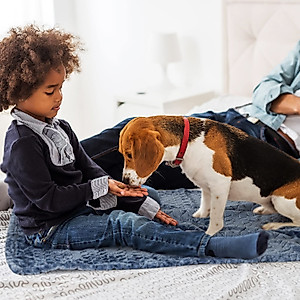 Reginary 6 Pieces Pet Fluffy Dog Blanket, Soft Warm Fuzzy Blankets for Small Medium Large Pet Plush Fleece Throws Puppy Kitten Sleep Mat Bed Covers for Dog Cat Animals, 24 x 32 Inch