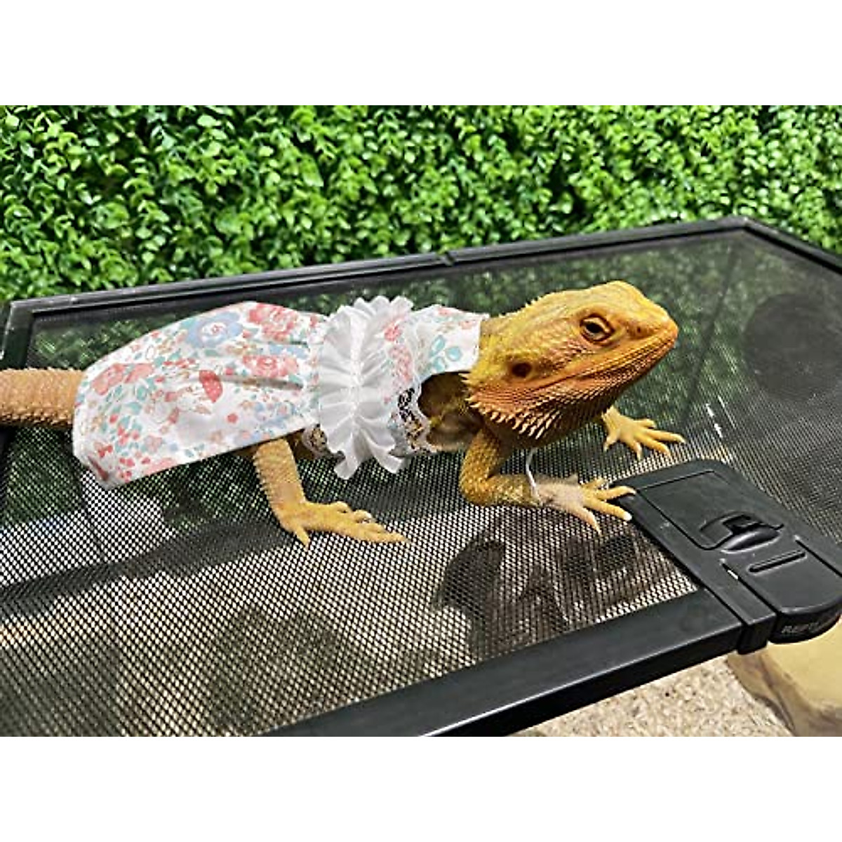 Lizard Dress for Bearded Dragon - Handmade Cotton Tutu Skirt with Lace Princess Sundress Halloween Costume Photo Cosplay Party for Reptile Lizard Bearded Dragon Crested Gecko Chameleon (M, Pink)