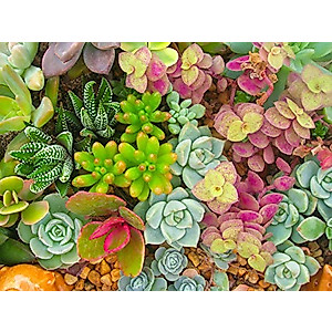 Seeds Of Strength 200+ Mixture Succulent Plants Seeds Bonsai Pot Flower for DIY Home Garden