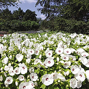 Outsidepride Hibiscus Luna White Garden Flower Seed & Foliage Container Plants - 10 Seeds