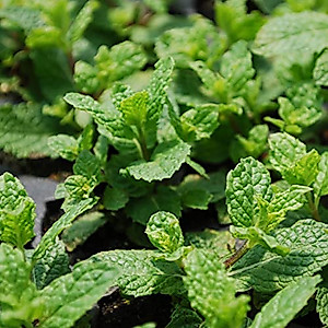 Bonnie Plants Sweet Mint Live Edible Aromatic Herb Plant - 4 Pack, Easy To Grow, Non-GMO, Perennial In Zones 5 to 11, Used In Teas & Other Beverages, Salads, Garnish, Jelly & Desserts