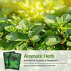 Survival Garden Seeds - 3 Packs Spearmint Seed for Planting - Mentha Spicata with Instructions to Plant Delicious Herbs and Grow Your Home Herb Garden - Non-GMO Heirloom Variety
