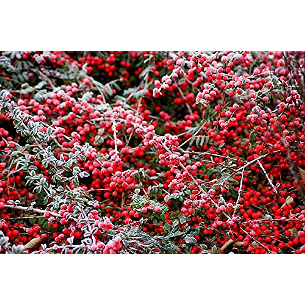 Horizontal Rockspray Cotoneaster Horizontalis Shrub 15 Seeds for Planting Non-GMO