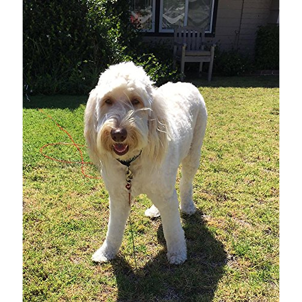 20ft Dog Tie Out Cable for Dogs, 16" Chrome Plated Anti Rust Stake, Great for Camping or The Garden, Suitable for Harness, Leash & Chain Attachments