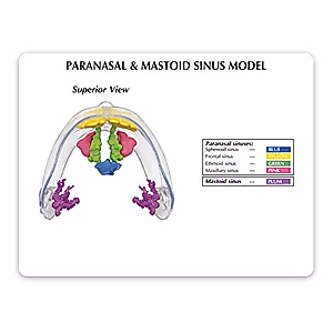 GPI Anatomicals - Clear Sinus Model | Human Body Anatomy Replica of Sinus Cavities for Doctors Office Educational Tool