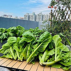 4000+ Florida Broadleaf Mustard Seeds for Planting Vegetable Seeds for Green Leaf Non-GMO Heirloom Garden Seed Small GAI Choi Cải bẹ xanh