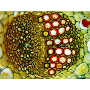 AmScope PS100A Prepared Microscope Slide Set for Basic Biological Science Education, 100 Slides, Set A, Includes Fitted Wooden Case