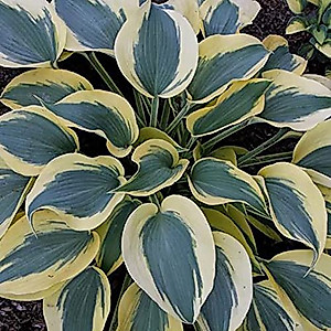 Flower Seeds for Planting Perennial Heirloom Mixed Hosta Seed Plantain Lily Flower Pot Seed 100 Pcs Indoor Outdoor Flowers Seeds Home Garden Ground Lawn Cover Gardening Gift