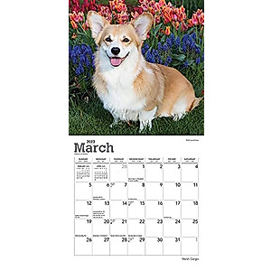Welsh Corgis | 2023 7 x 14 Inch Monthly Mini Wall Calendar | BrownTrout | Animals Dog Breeds DogDays