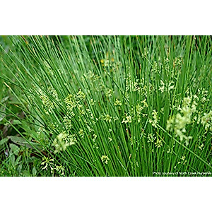 Perennial Farm Marketplace (Common Soft Rush) Ornamental Grass, 1 Quart Juncus effusus, Rich Green Foliage