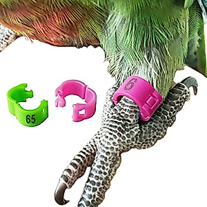 SRRPSPIGEON Bird Leg Ring 60pc 6 Color Clip Ring 3mm 4.5mm 4mm 5mm Parrot Canary Aviary Leg Band Foot Ring Open Clip Ring (5mm)