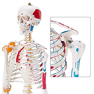 Ultrassist Human Skeleton Model, Life Size Anatomical Skeleton Replica with Spinal Nerves, Muscle Insertion and Origin Points, Joint Ligaments for Human Skeleton Anatomy Study, Includes Rolling Stand