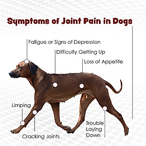 Joint MAX Double Strength Soft Chews for Dogs - Vitamins, Minerals, Antioxidants - Glucosamine, Chondroitin - Beef Flavor - Maximum Joint Health Supplement - 120 Chews