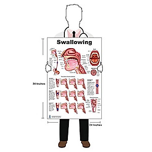 Anatomy Posters for SLP (Larynx, Swallowing, Speech Articulation 24x36)