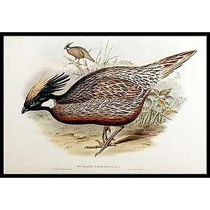 [Nepal Koklass (Pucrasia macrolopha nipalensis)] Pucrasia nipalensis.