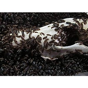 Walks Again Taxidermy Dermestid Beetles (2500+)
