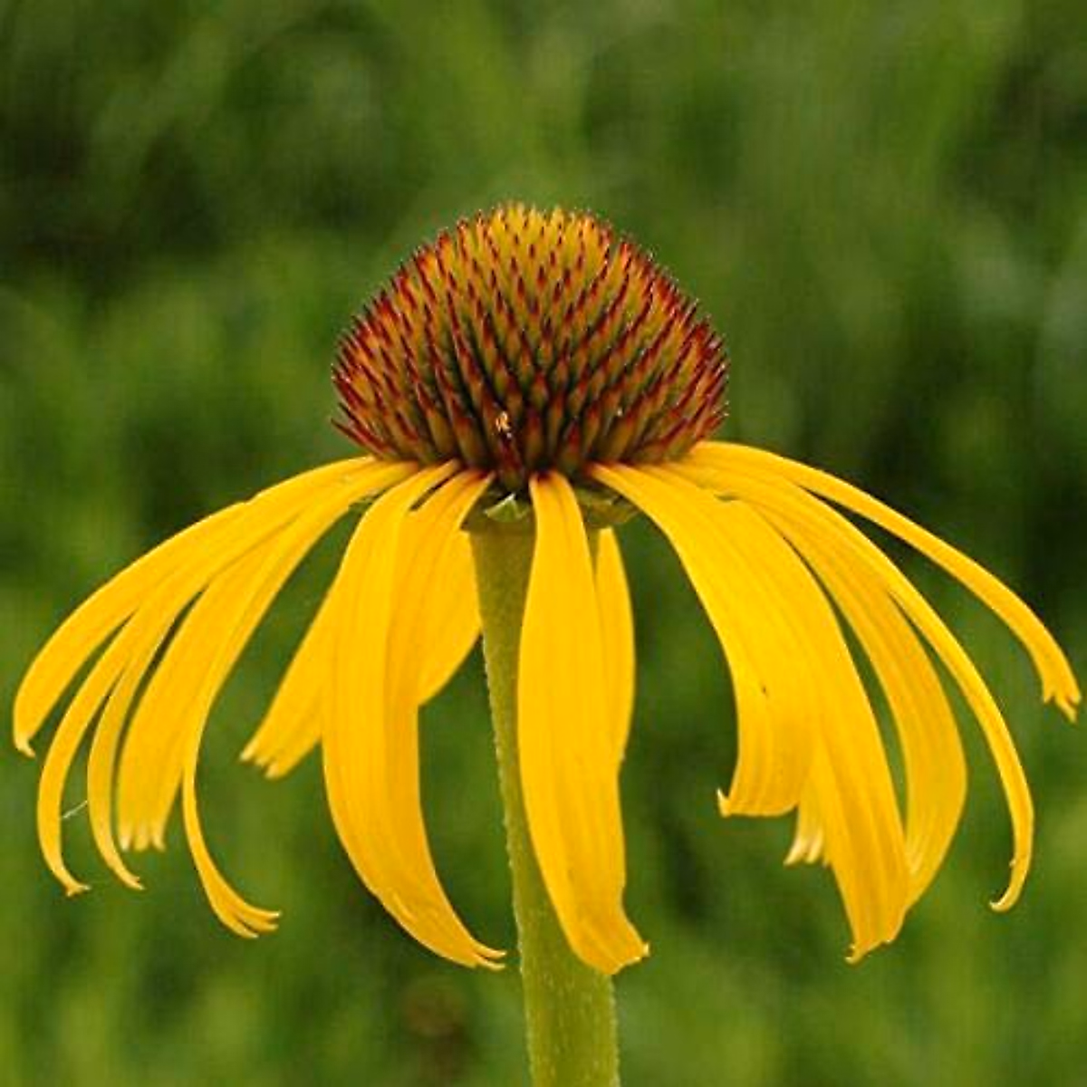 100+ Mix Double Coneflower Seeds Echinacea Flower Perennial Bloom Flowers