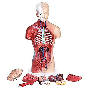 11-inch Male Human Torso Body Anatomy Model Including Skeleton Visceral for Medical Students Study