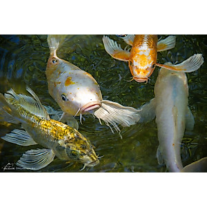 Aquascape Premium Staple Fish Food Pellets for Small to Medium Pond Fish, Medium Pellet, 2.2 Pounds | 98868