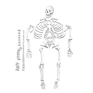 Parco Scientific PB00028, Disarticulated Medical Skeleton Model | Life Size Skeleton | Total 206 Bones | One Hand and Foot are Wired to Highlight Structure | Labeled Diagram and Study Guide Included