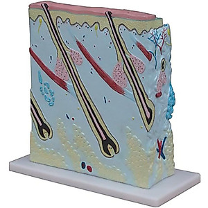 BAWHO Human Skin Tissue Structure Model, 105 Times Magnified Cross-sectional Model of Human Skin for Science Classroom Study Display