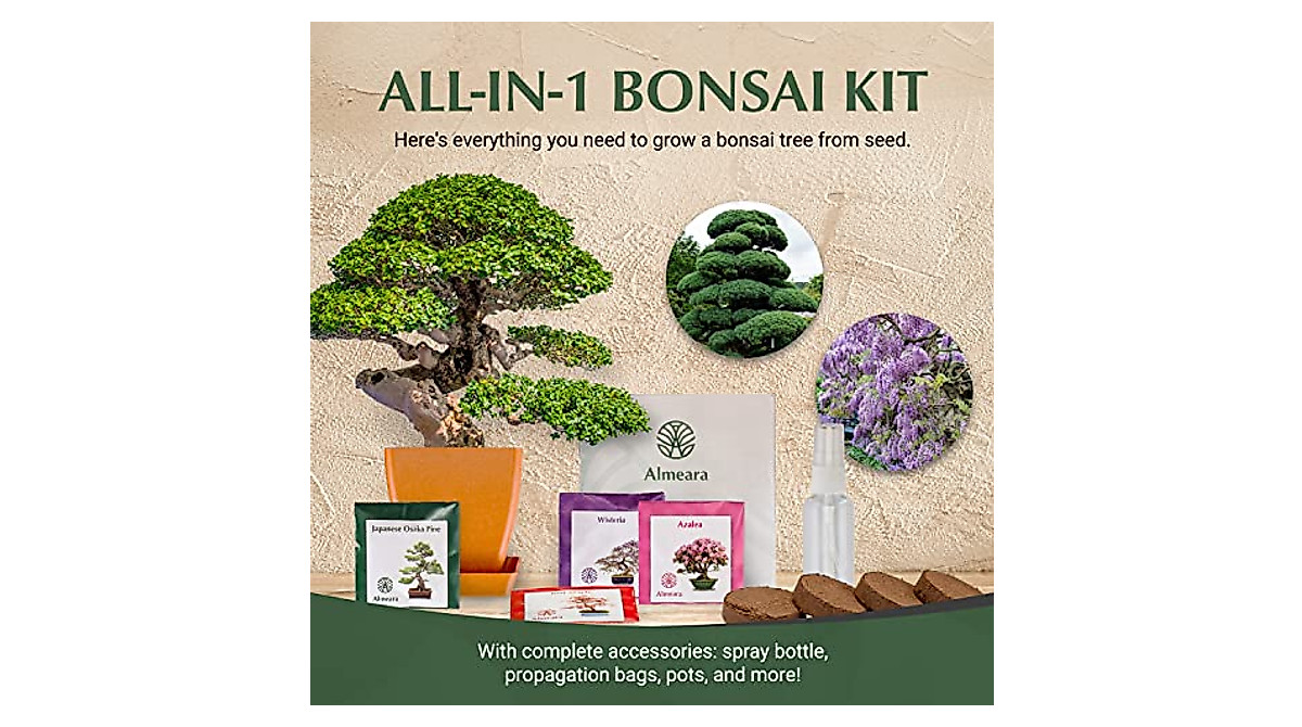 Almeara Indoor Bonsai Tree Kit - Beginner's Starter Kit with 4 Types of ...