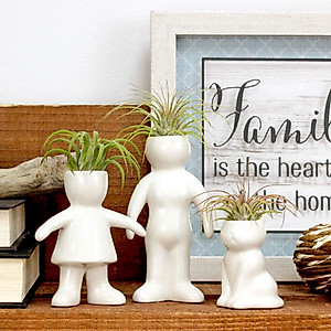 NW Wholesaler - Pack of 3 Tillandsia Air Plants 1-2 Inch - Assorted Air Plant Bundle - Live Indoor House Air Succulents - Air Ferns