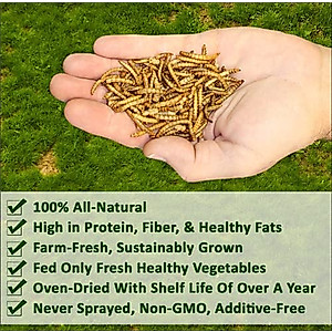Dried Mealworms - 100% Natural, Non-GMO, High Protein, Bulk Insect Treat for Chicken, Laying Hen, Chick, Wild Bird, Bluebird, Duck, Goose, Turkey, Chickadee, Titmice, Wren, Reptile, Fish (10 lb.)