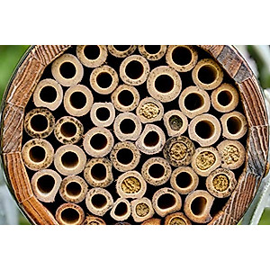 Wildlife World Mason Bee Barrel - Natural Hanging Habitat for Pollinators, Increases Productivity in Your Garden (Brown)