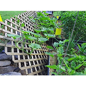 Faicuk Yellow Dual-Sided Sticky Fly Traps for Plant Insect Like Aphids, Fungus Gnats, Leaf Miners and White Flies (30 Pack)